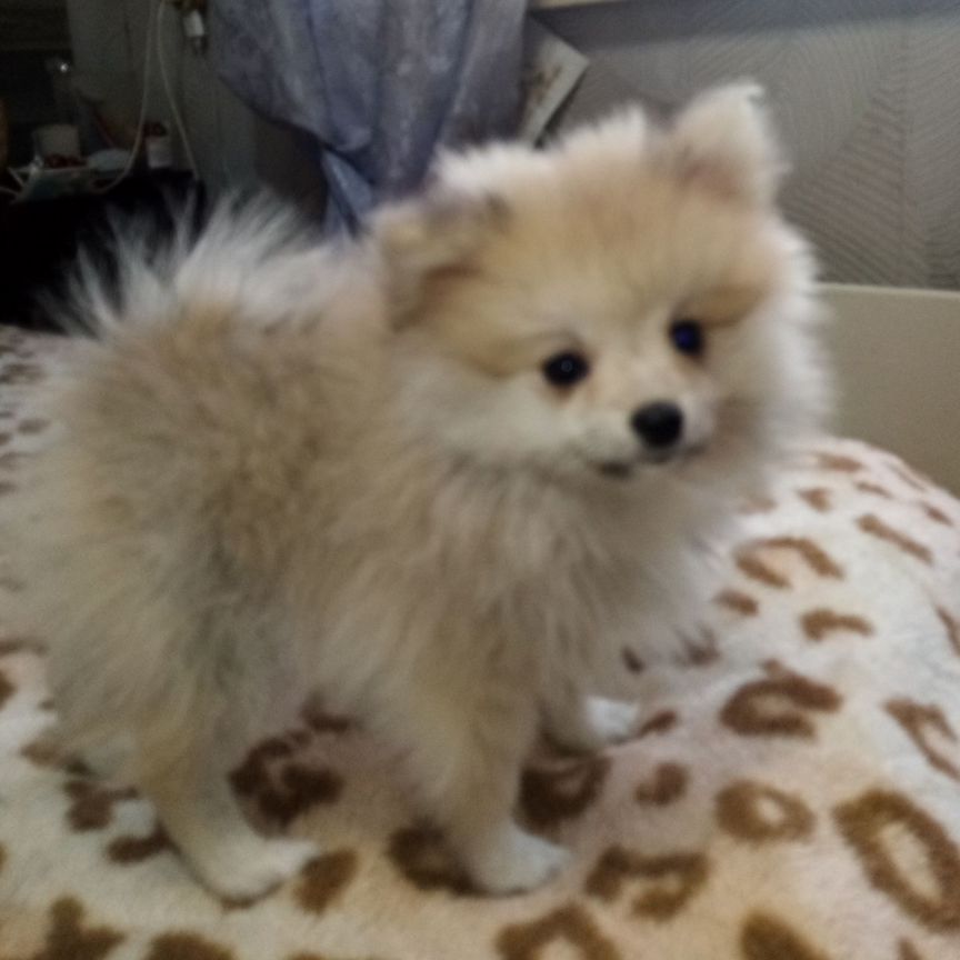 Мини помераночка