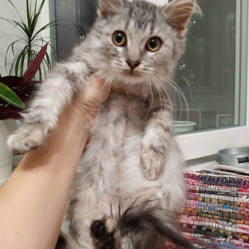 Бездомный котенок ищет дом