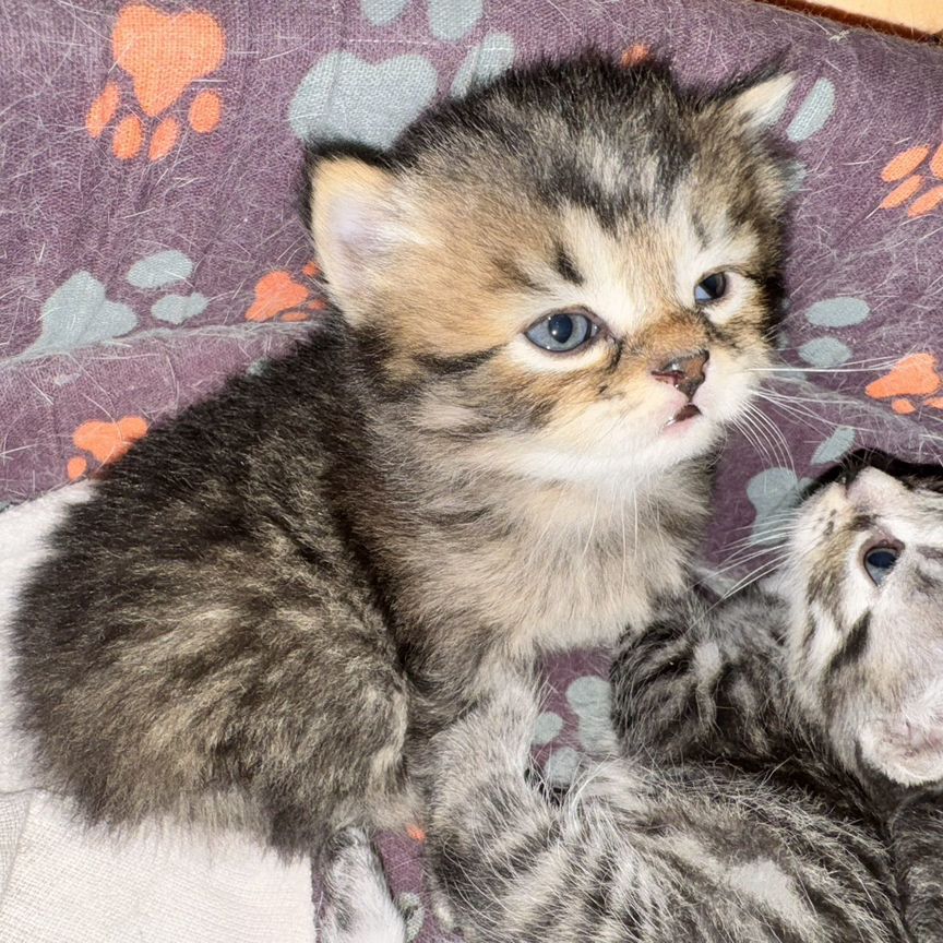 Шотландские котята