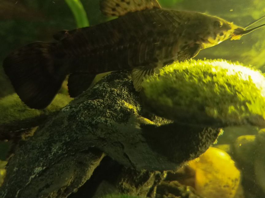 Сом таракатум