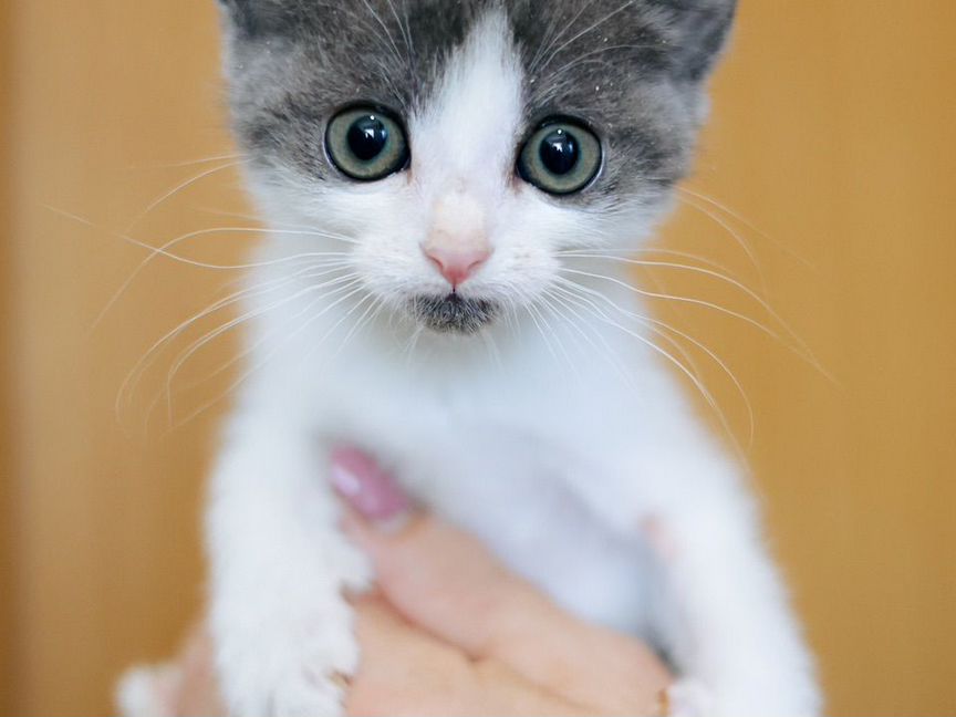 Котята британцы метисы
