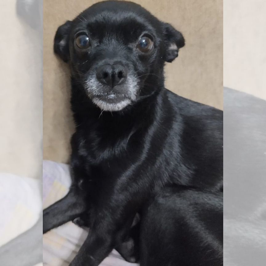 Русский той-терьер, взрослая собака