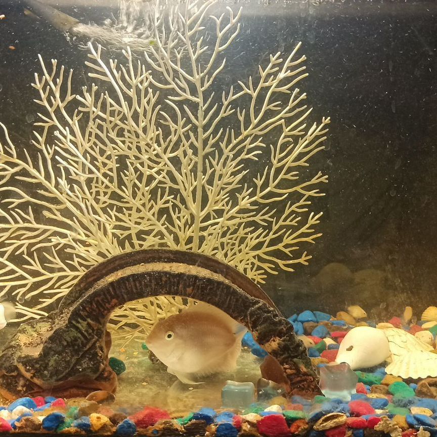 Рыбки (мальки) попугаи, платиновые