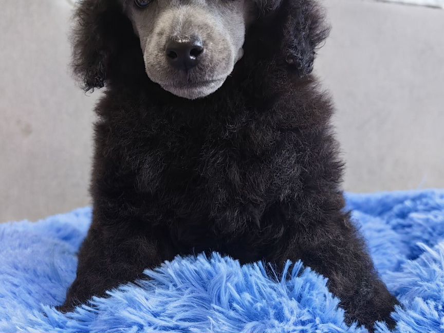 Миниатюрный пудель