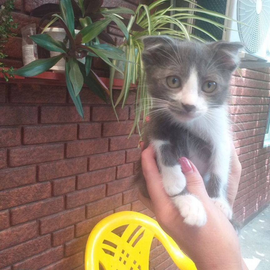 Продам котят