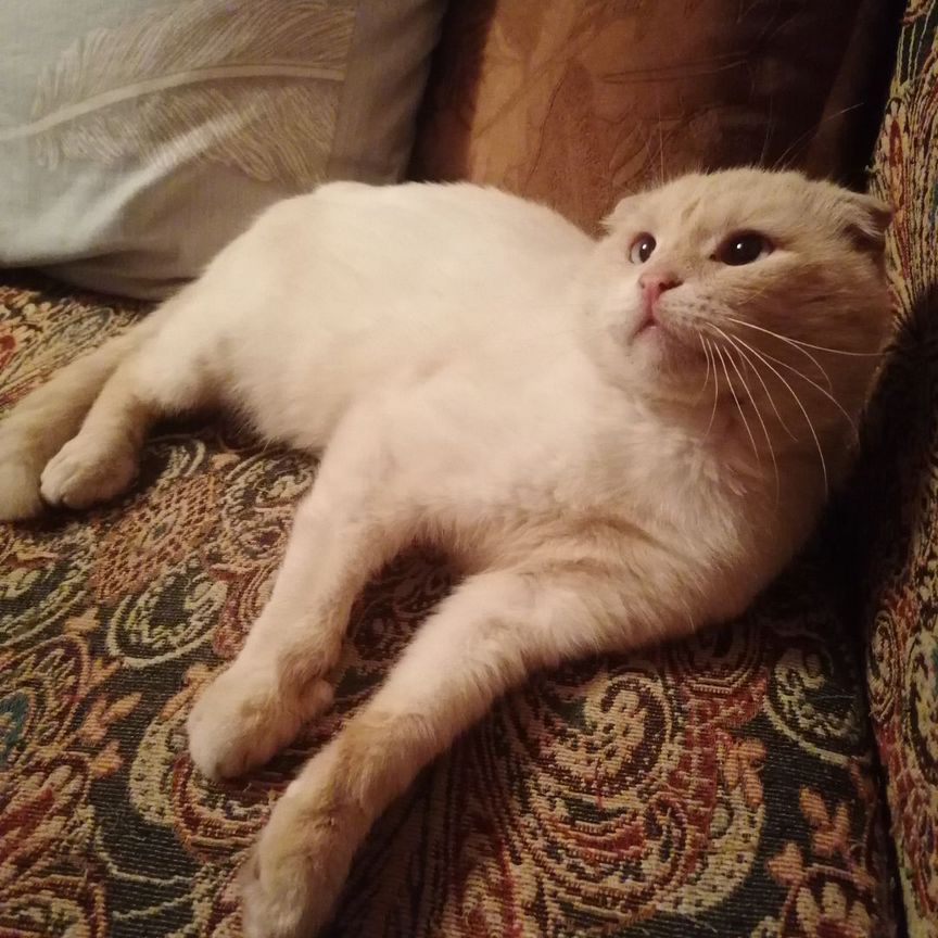 Вислоухий кот