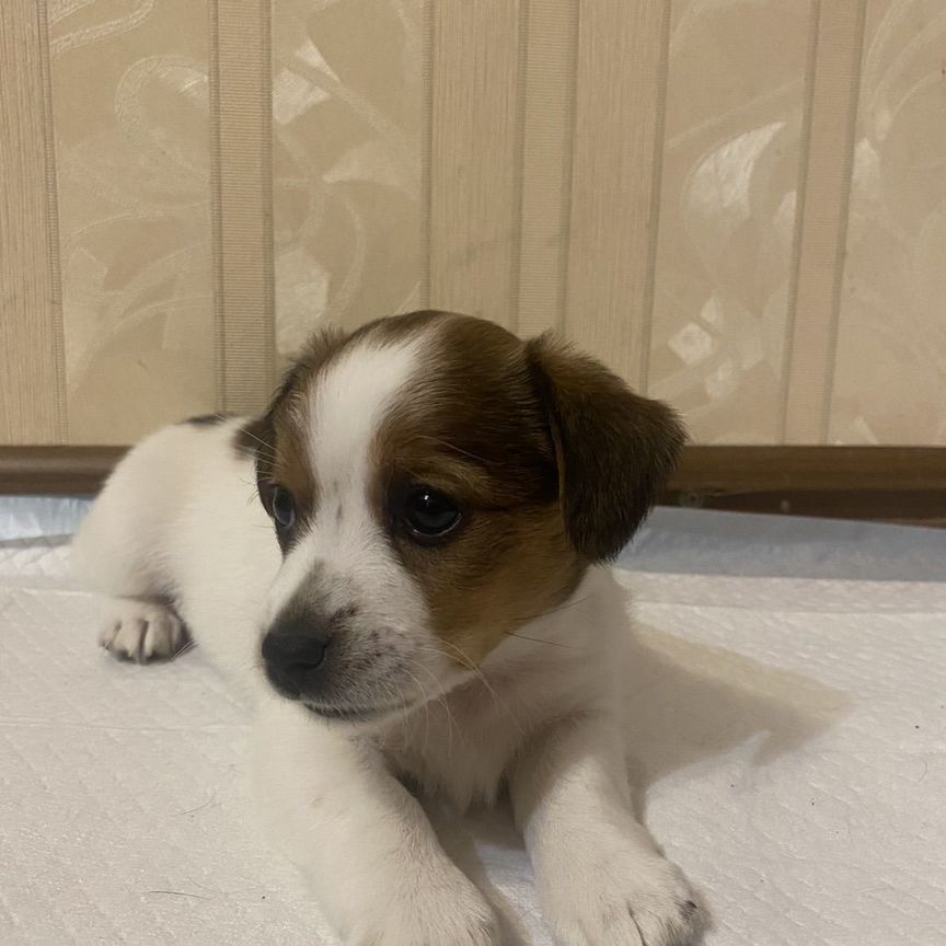 Джек рассел терьер