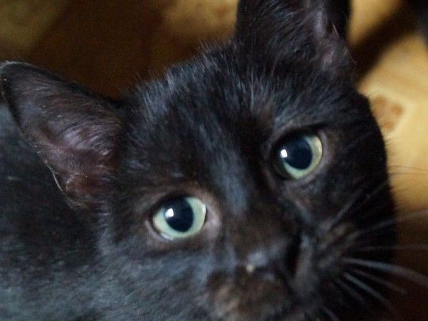 Две молоденькие девочки