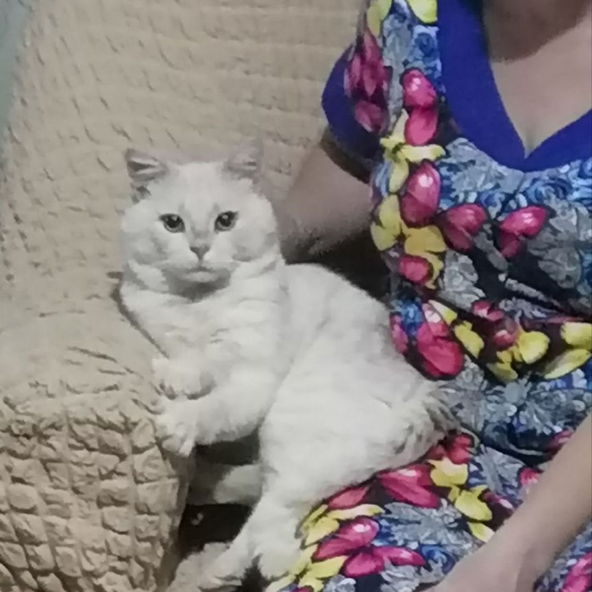 Кошки в добрые руки