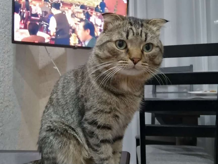 Вислоухий британец на вязку
