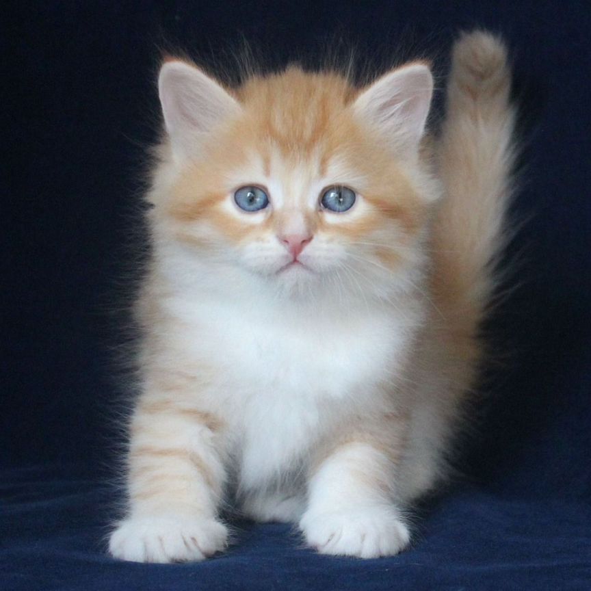 Девочки красотки с документами