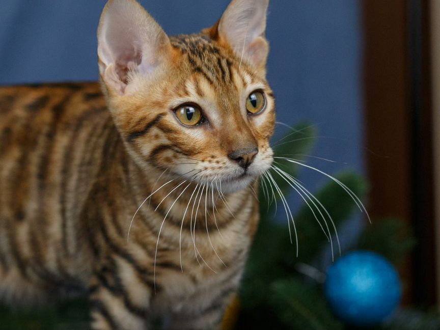 Котенок породы тойгер