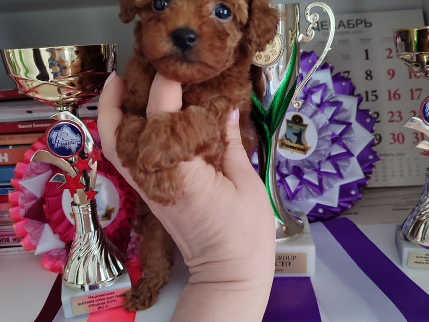 Той пудель Тедди, девочка и мальчик