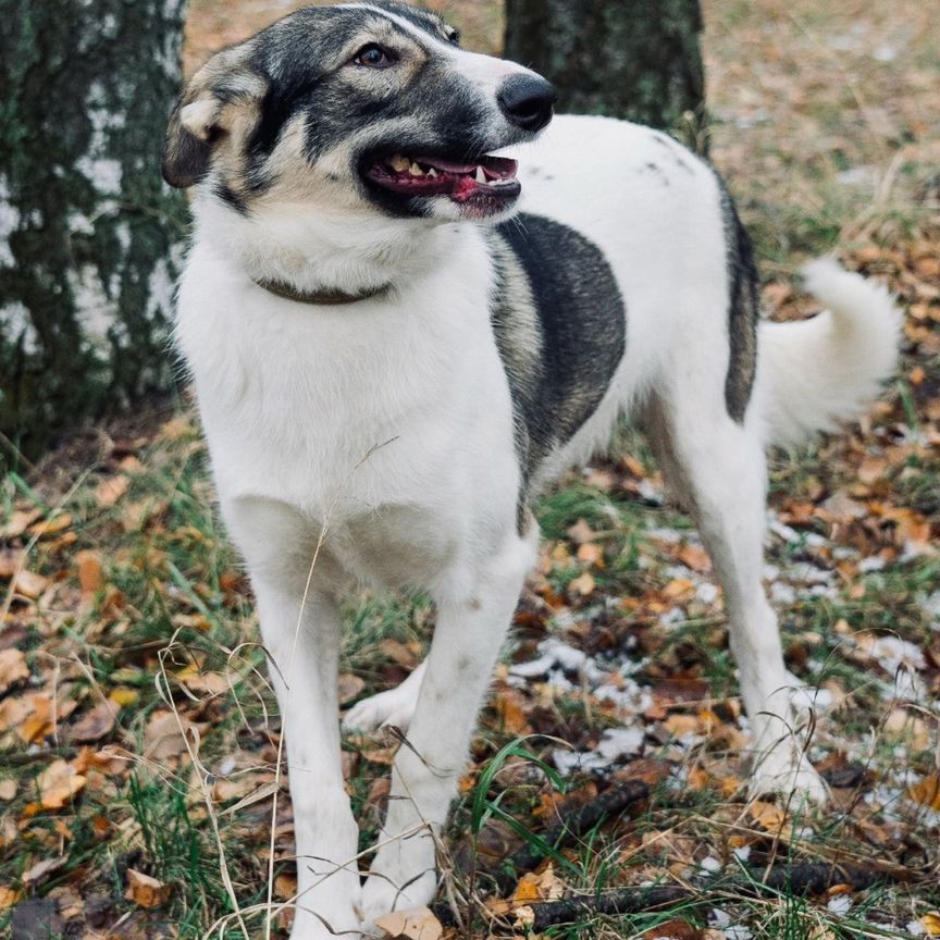 Собака в добрые руки