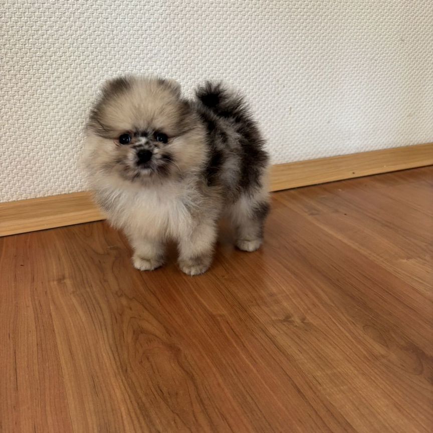 Померанский шпиц, мальчик Марио