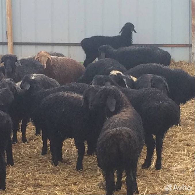 Продажа живые бараны