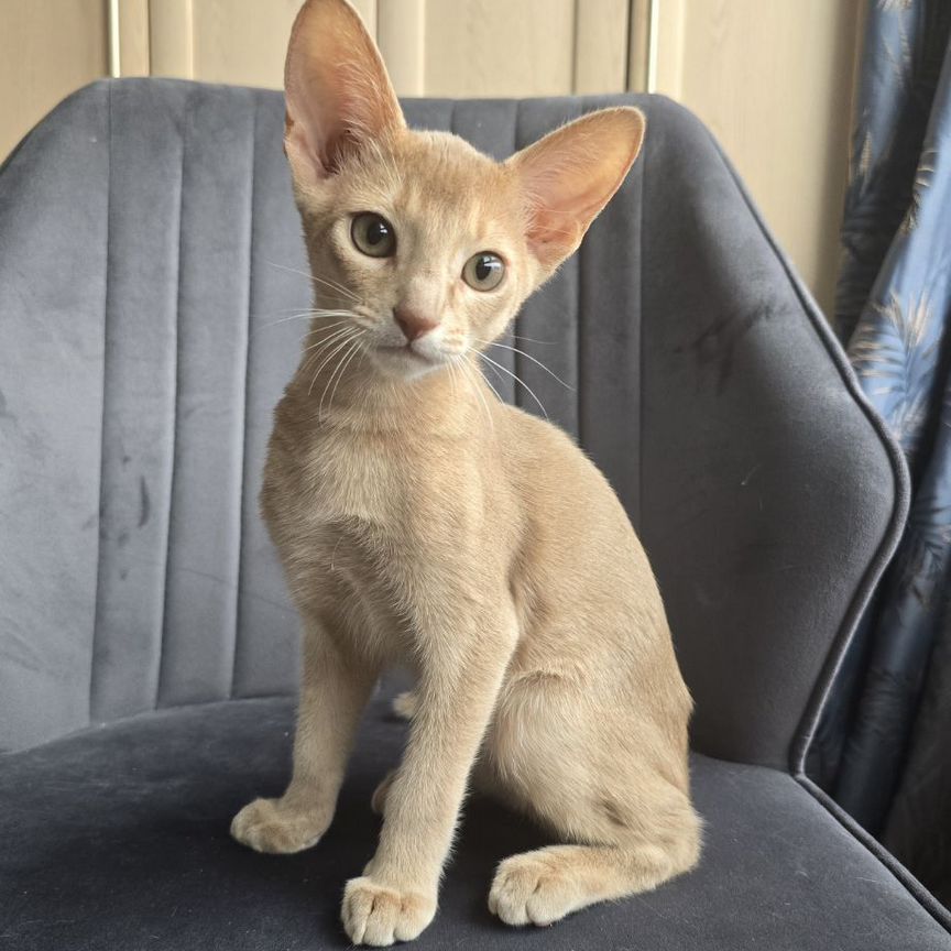 Абиссинский котёнок