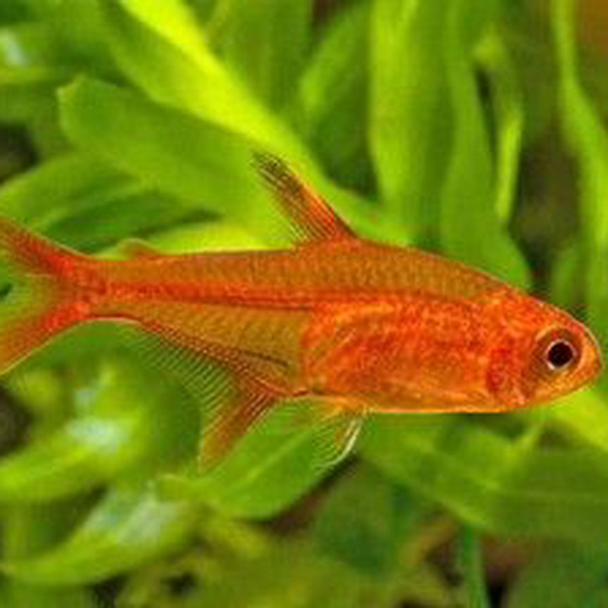 Рыбки тетры Аманды, в ассортименте магазина