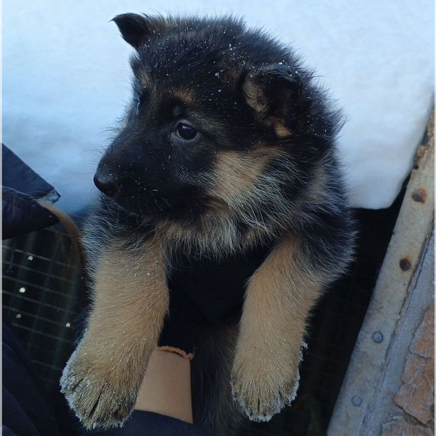 Немецкая овчарка, щенок