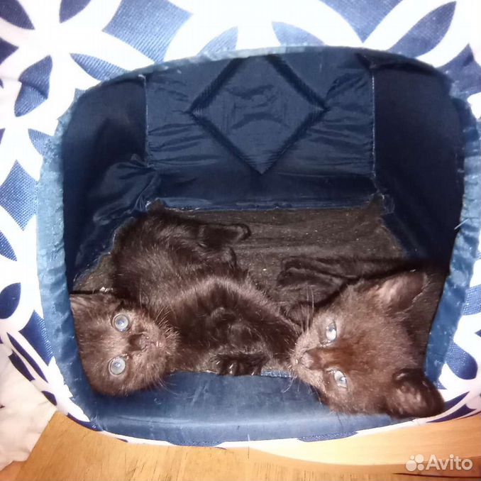 Кошечки -пантерки