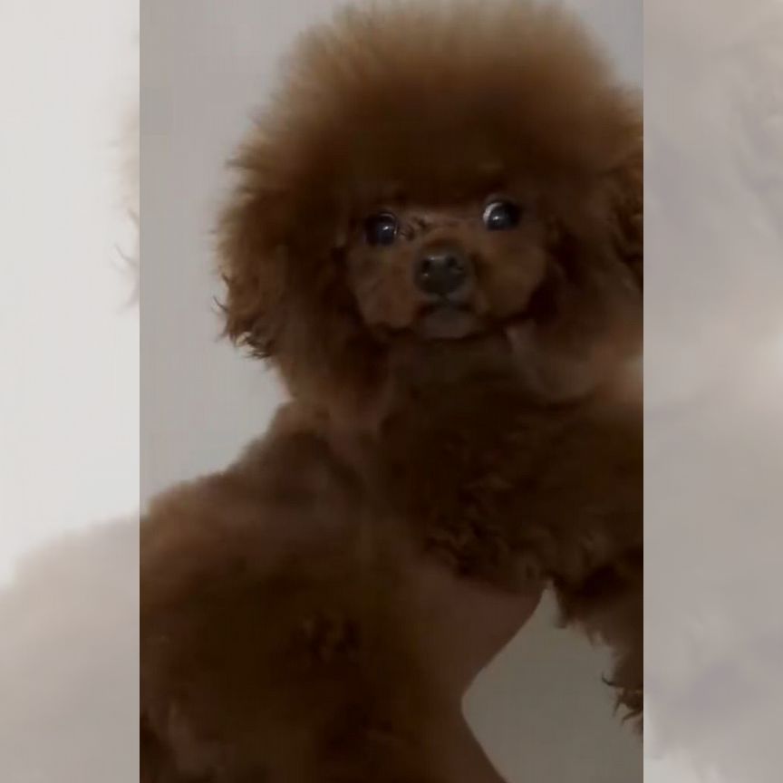 Той-пудель, взрослая собака