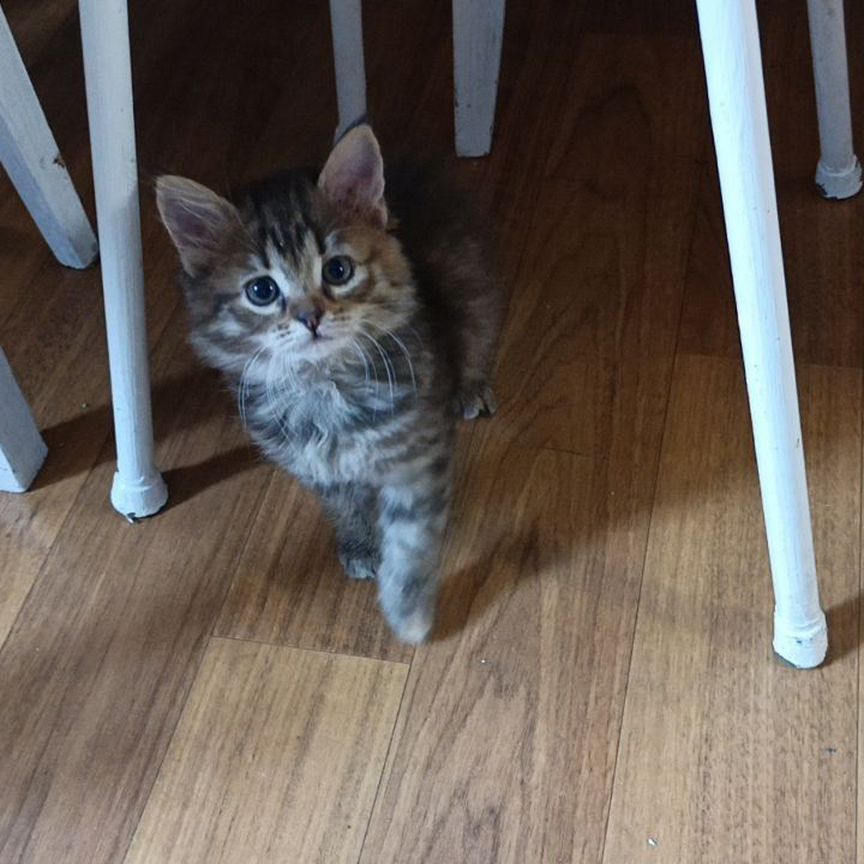 Котенок