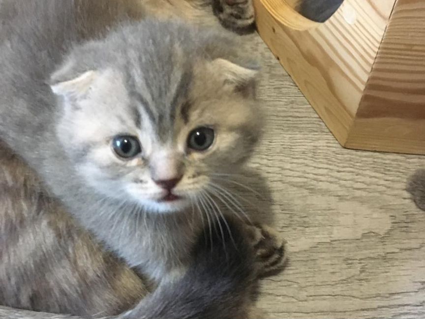 Шотландские вислоухие котята