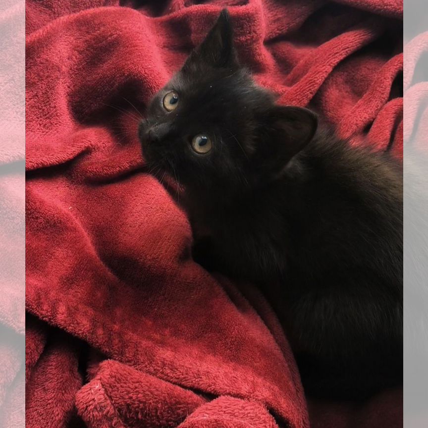 Котята Шум и Шримп, 2 месяца