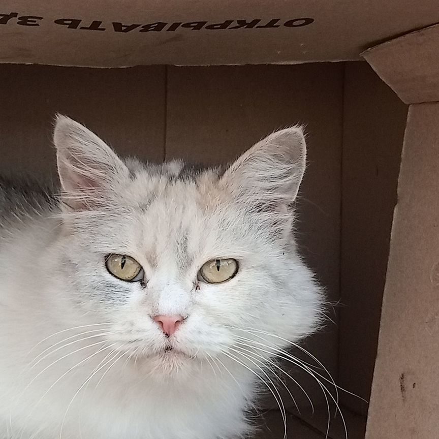 Просто бездомная кошка