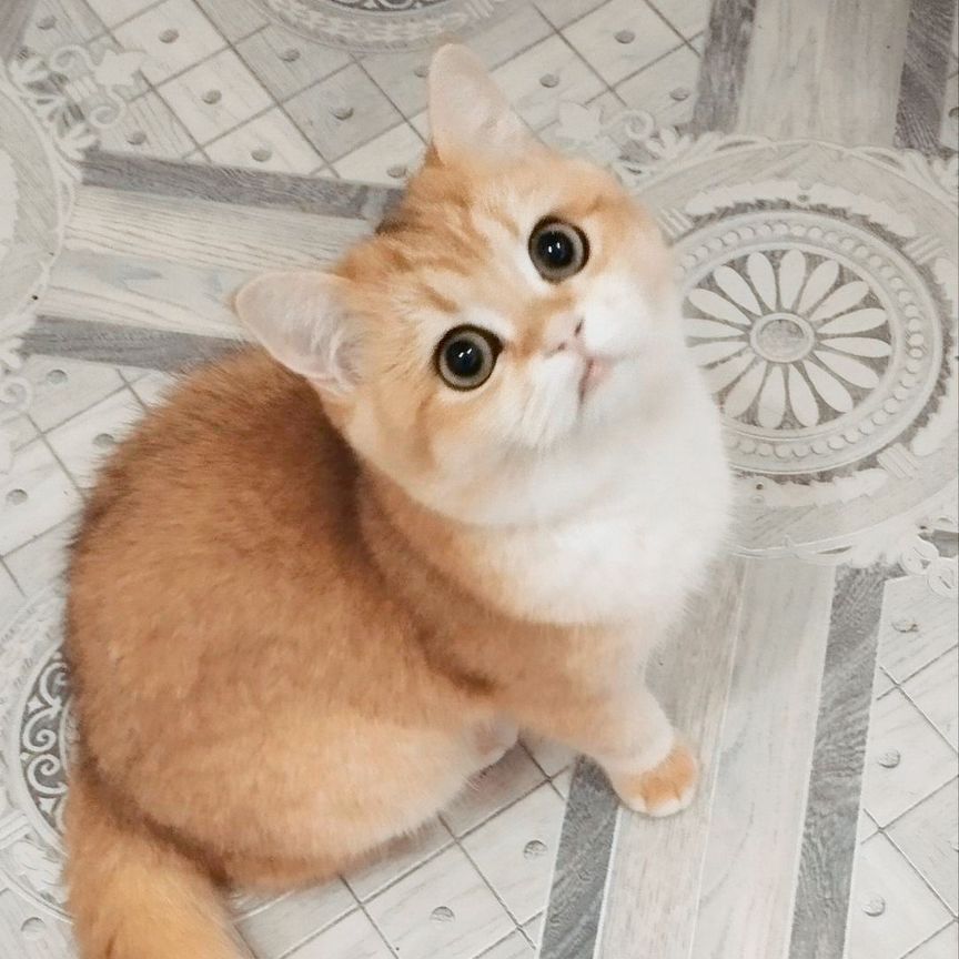 Котик шиншилла пу12
