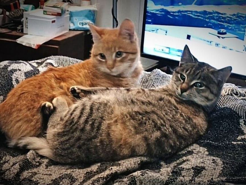 Отдам в добрые руки