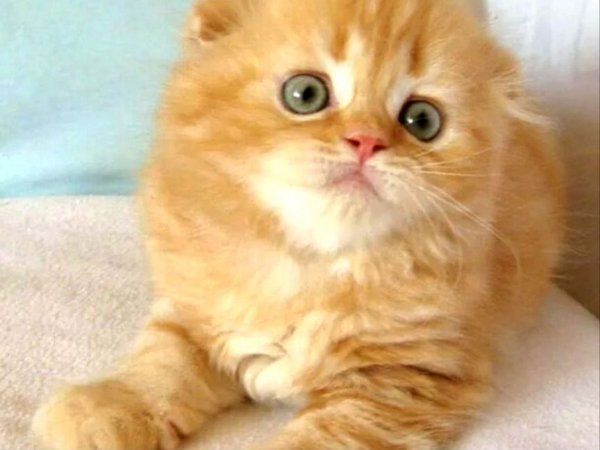 Вислоухие Рыжики)