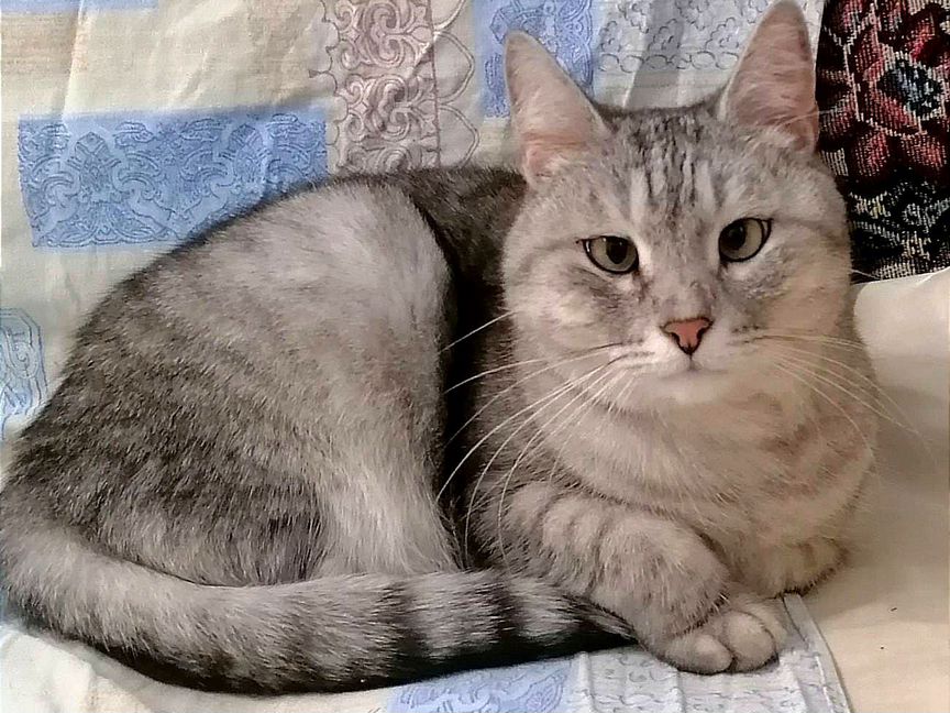 Котик с раскосыми глазками
