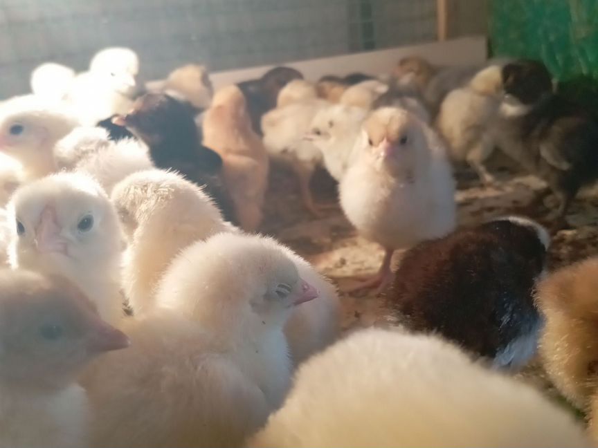 Цыплята помесные