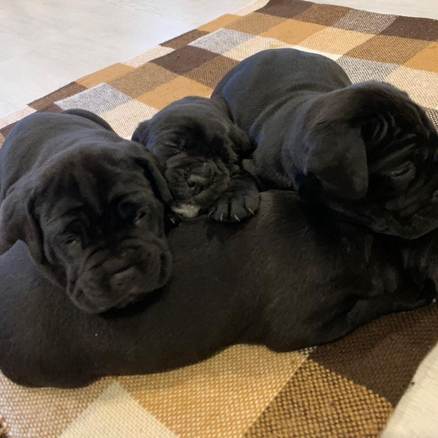 Щенки кане корсо