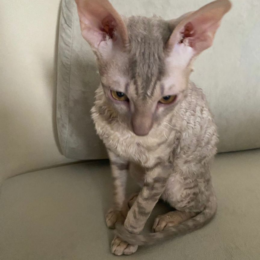 Корниш рекс девочки
