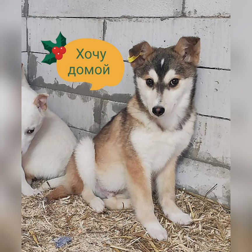 Щенок мальчик от некрупной собачки в добрые руки