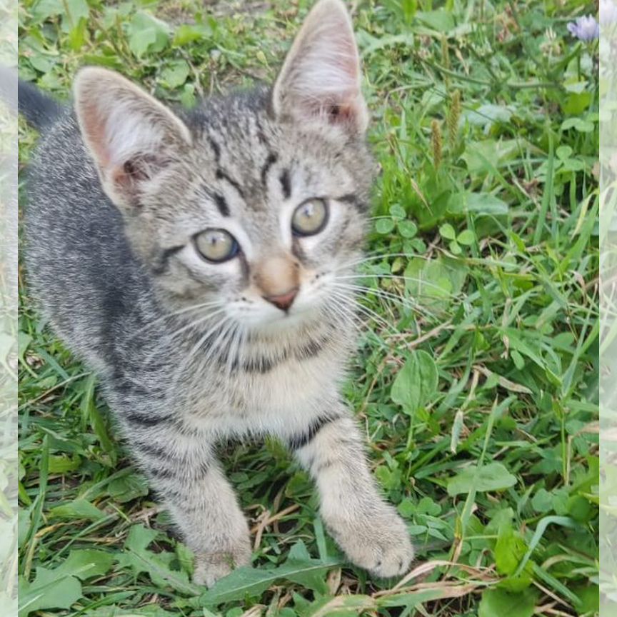 Котята