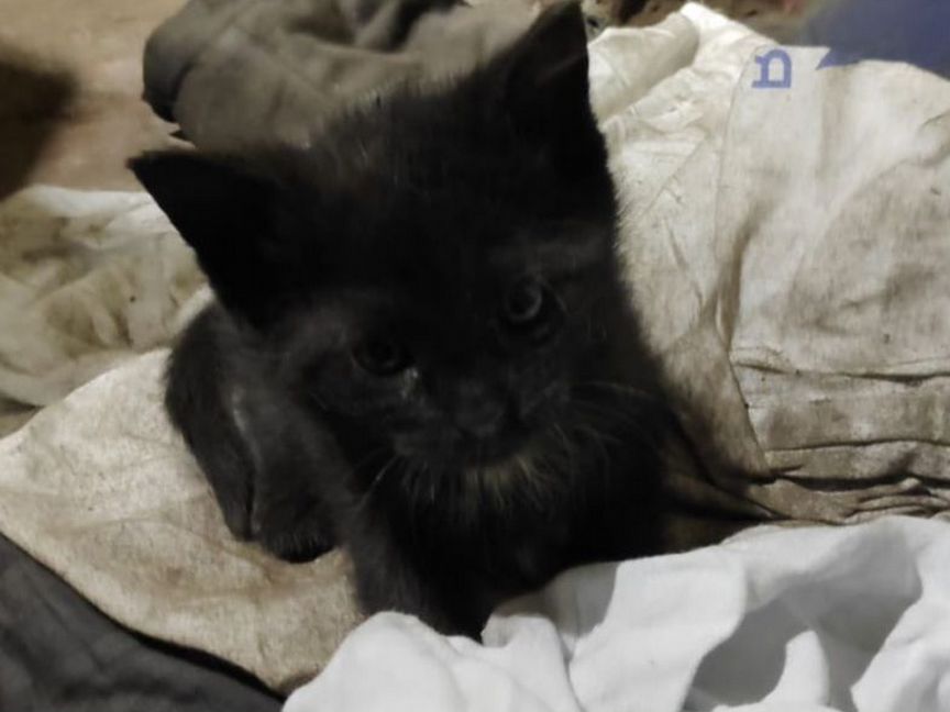 Одинокий маленький котенок на заводе