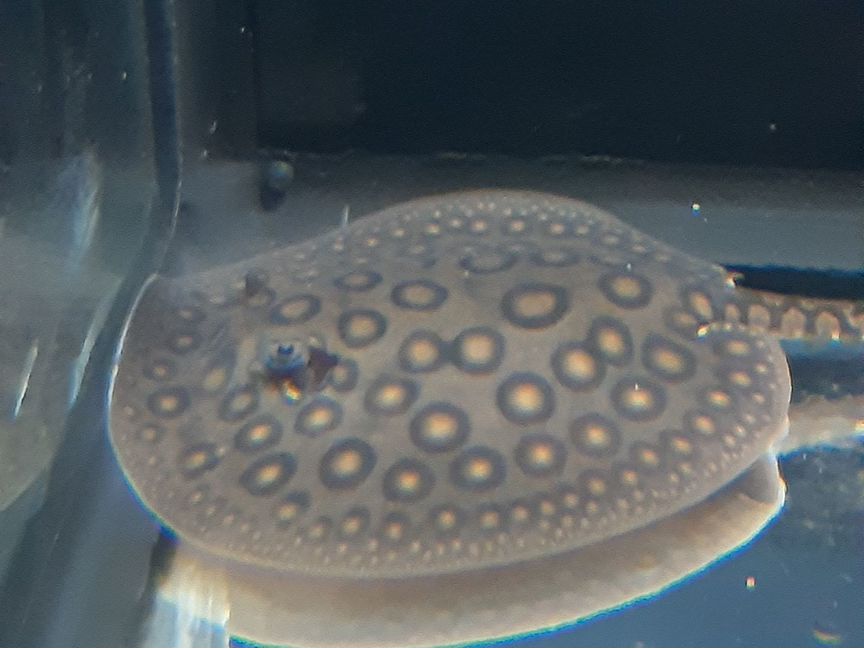 Скаты моторо - щенки