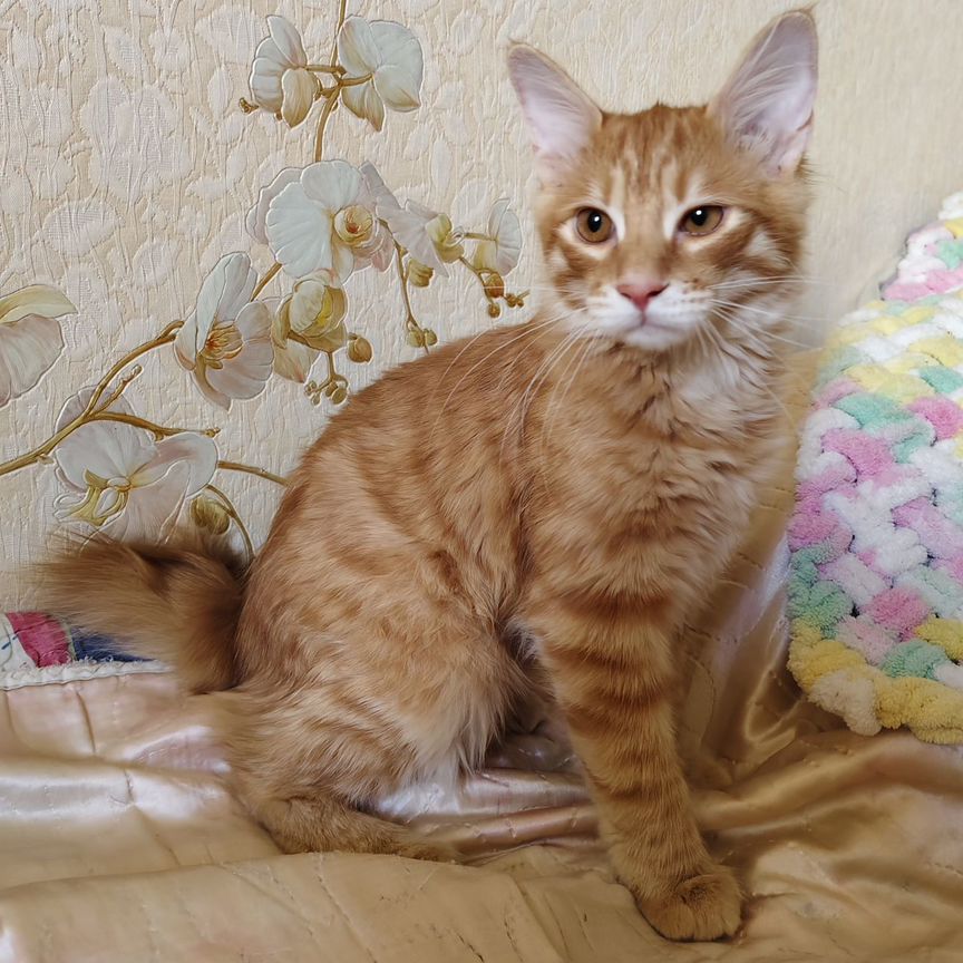 Чистопородный курильский бобтейл