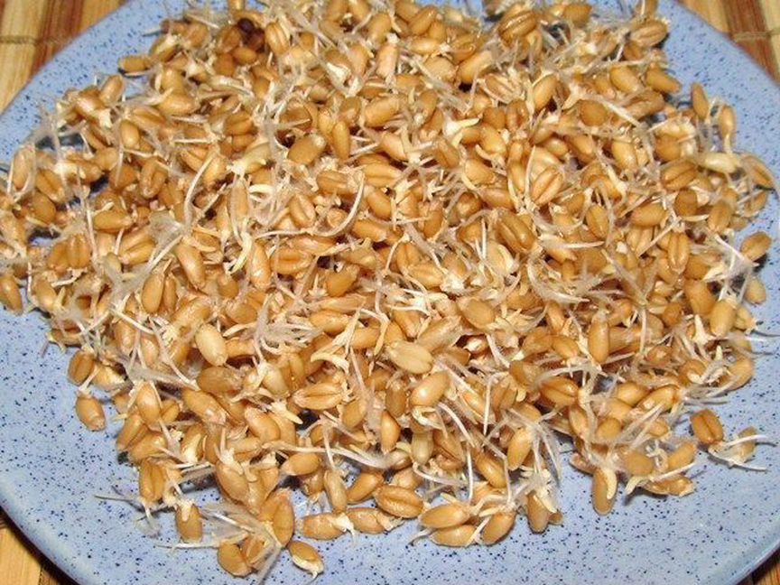 Пророщенная пшеница/ячмень