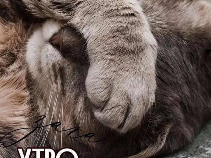 Найдена кошка