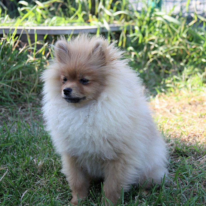 Подрощенный щенок ищет ответственных хозяев