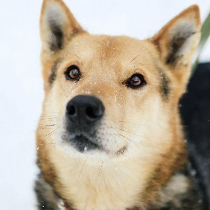 Добрый пёс из приюта ищет дом