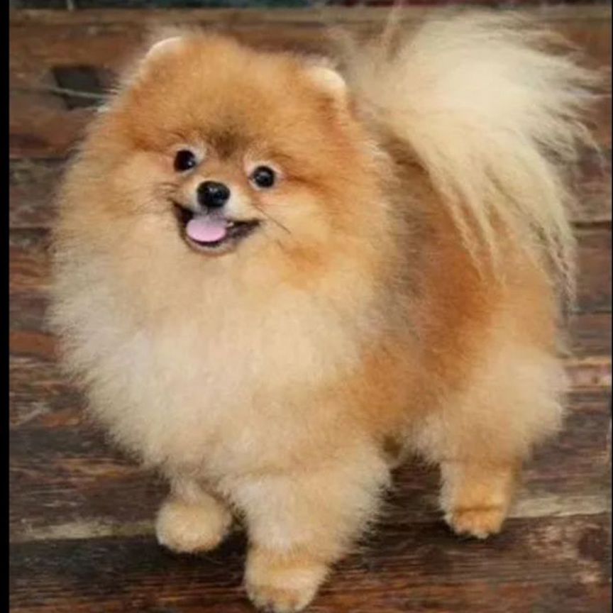 Померанский шпиц, взрослый пёс