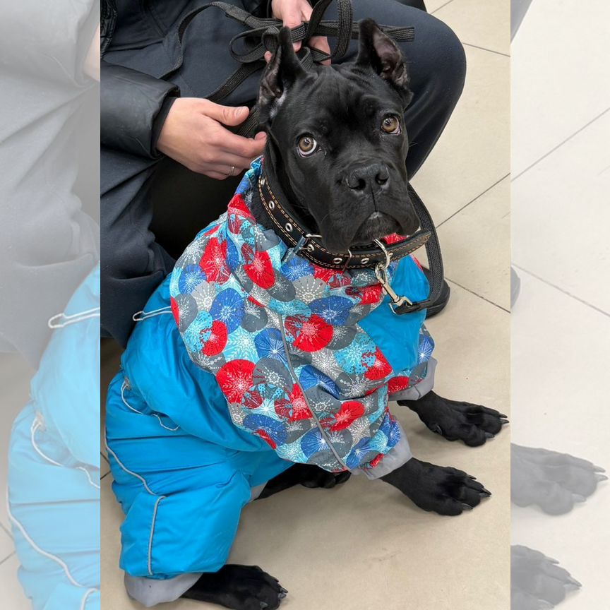 Кане-корсо, щенок