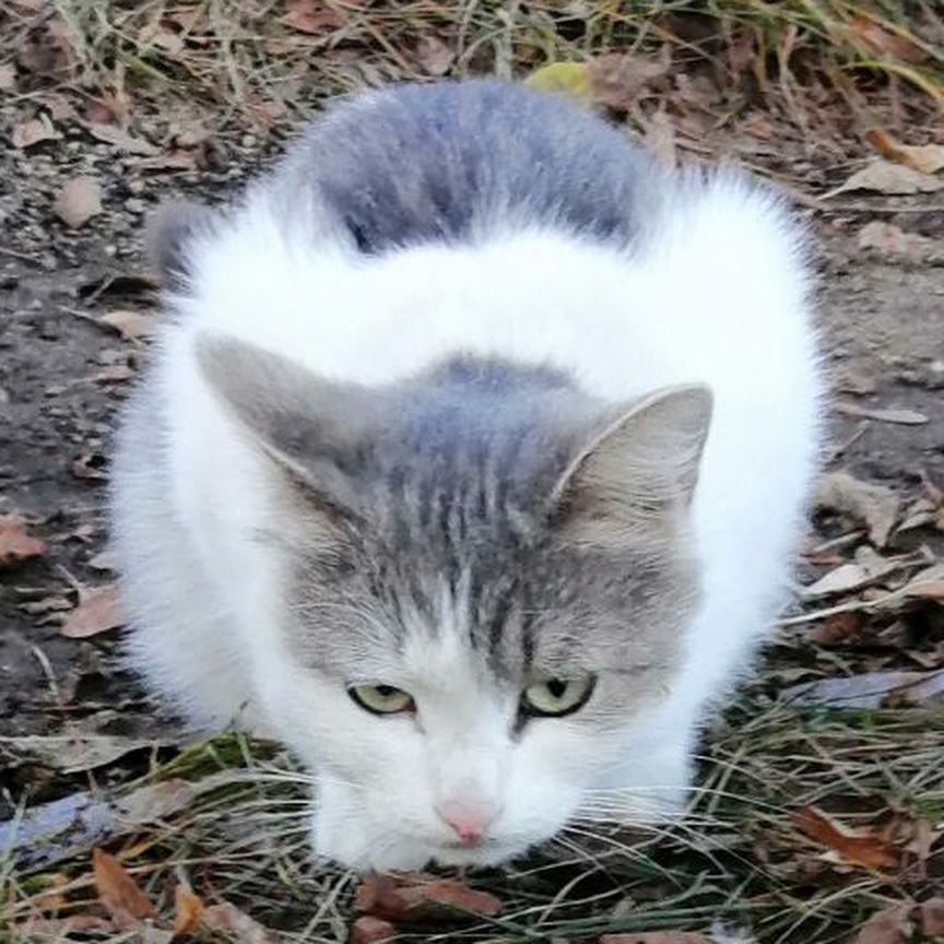 Кошки