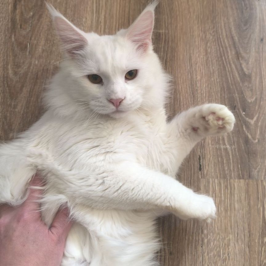 Мейн-кун котёнок