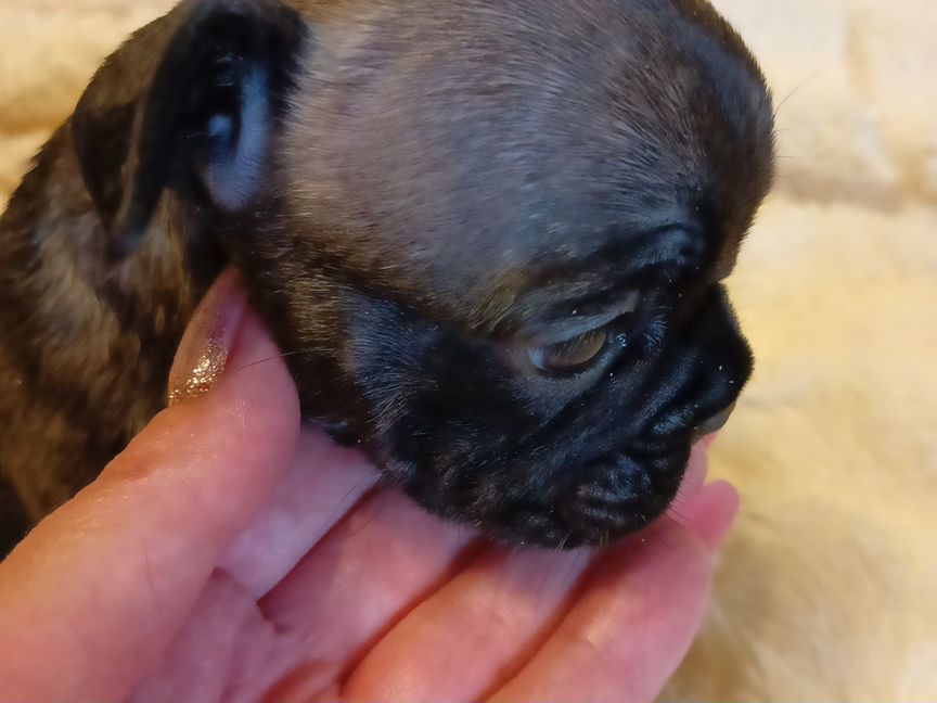 Французский бульдог щенки